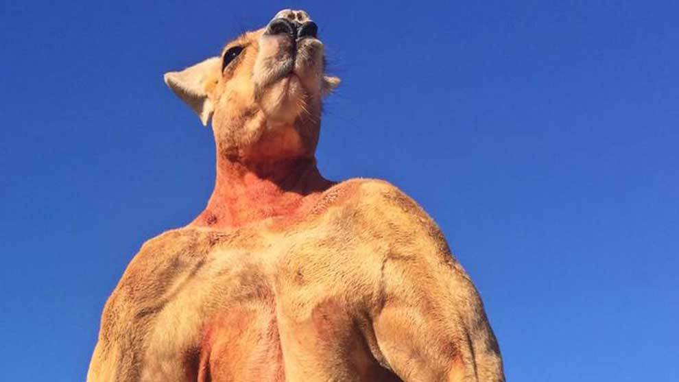 Muere Roger, el canguro culturista famoso en todo el mundo | Marca.com