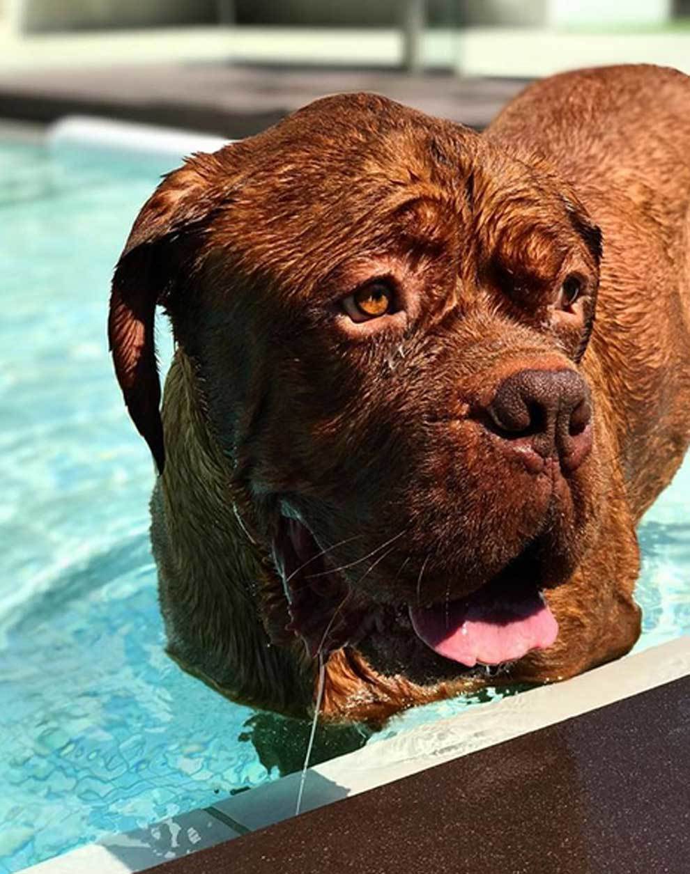 Barcelona: Messi's dog Hulk goes viral on social media once again ...