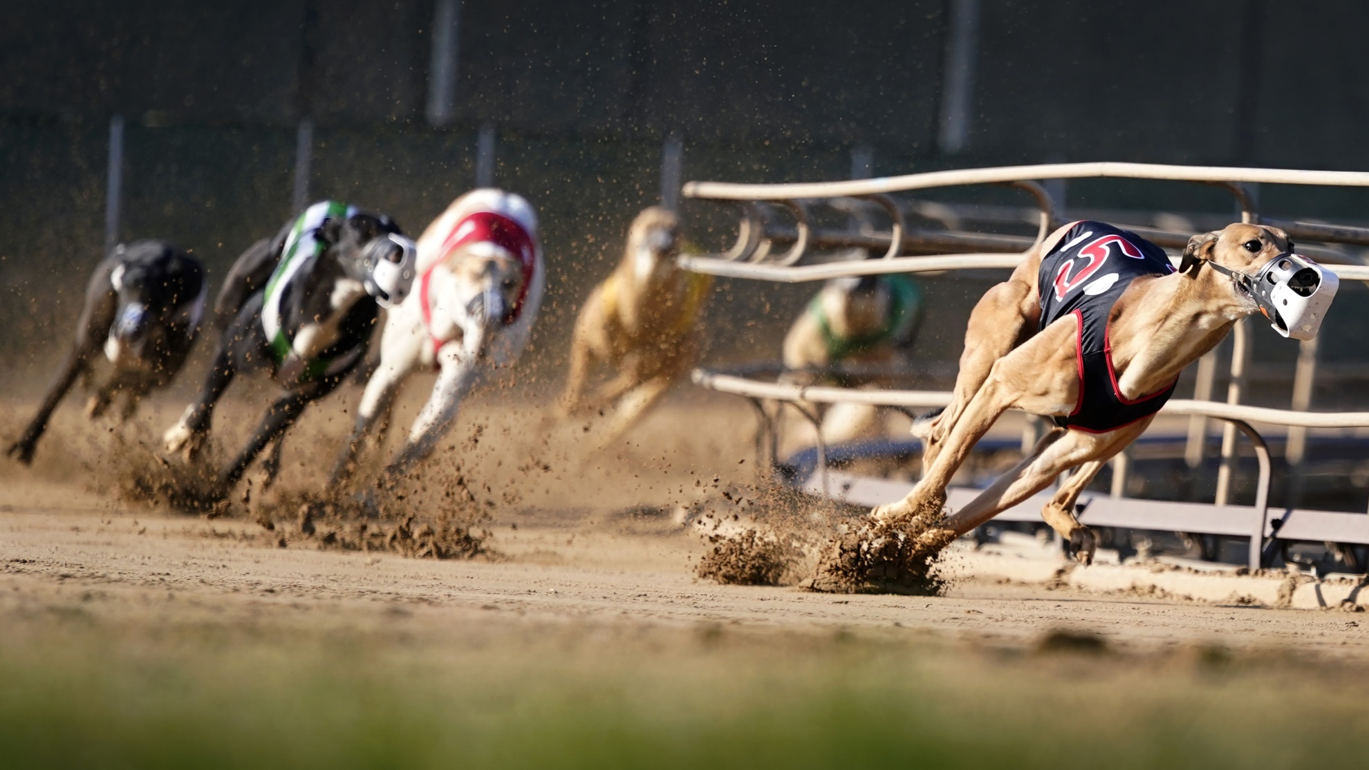 How Long Is A Greyhound Race