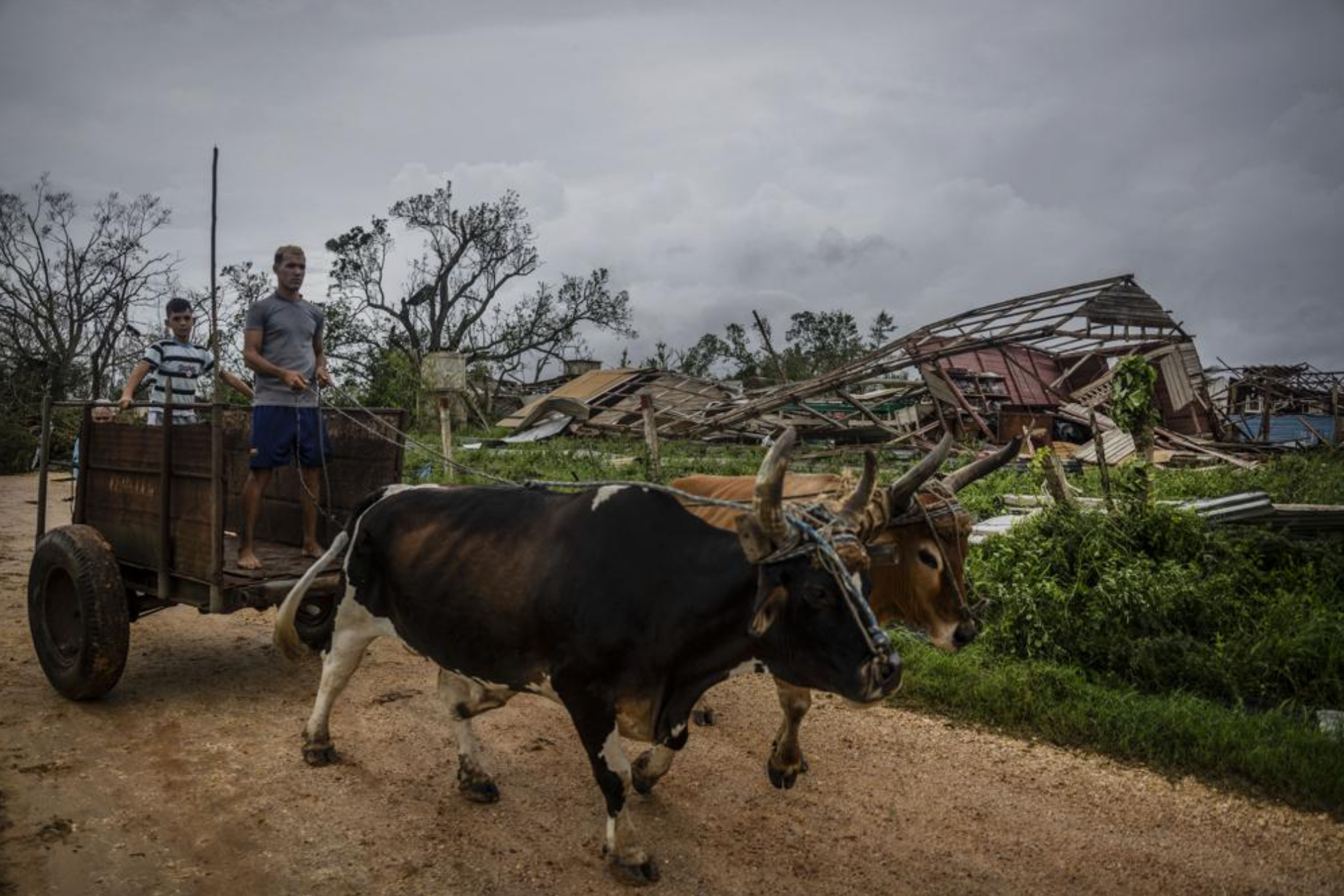 Men lead their ox cart past a tobacco warehouse... | MARCA English