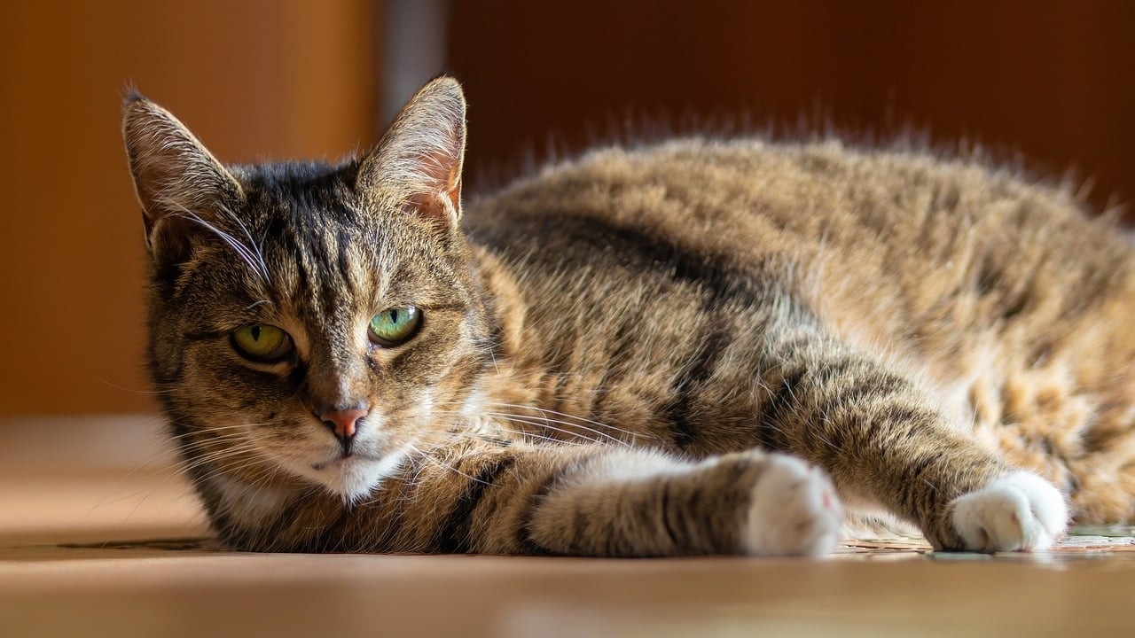 El gato que te hará replantear tu idea de la independencia animal | Marca